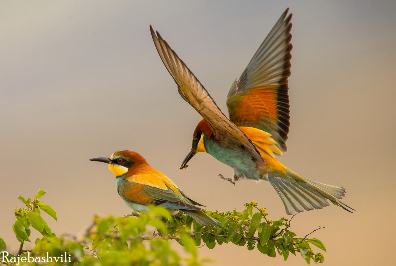 Chachuna Reserve | Ecotours Georgia